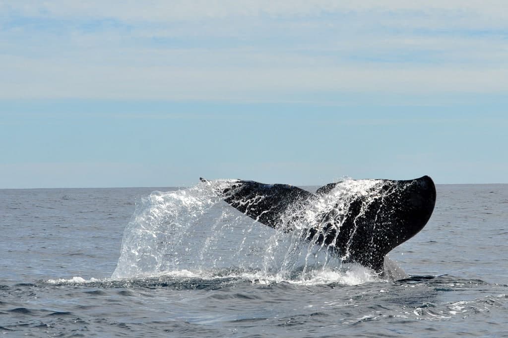 Make the Best of Your Cabo San Lucas Port Call - Cabo Sailing