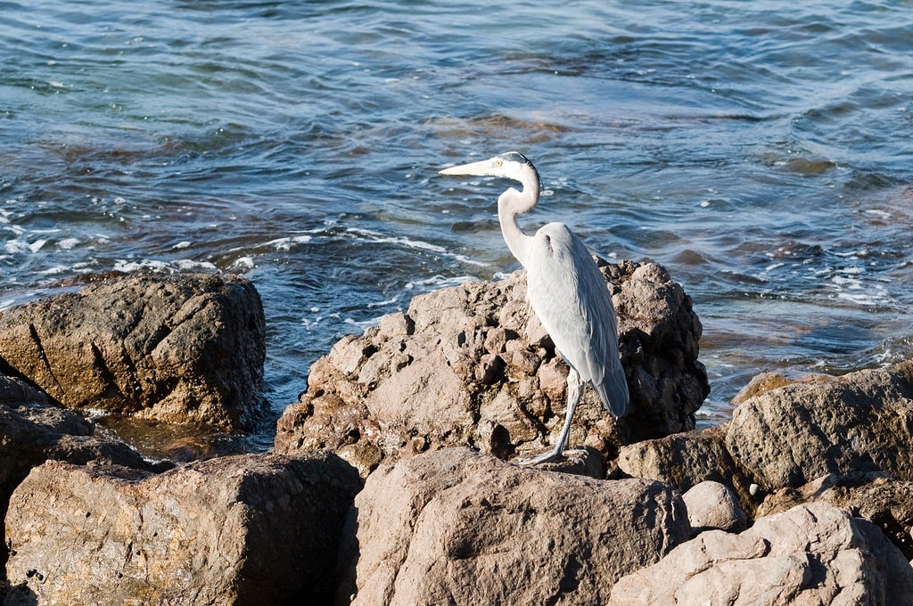 Wildlife to Watch for on Your Cabo Vacation - Cabo Sailing